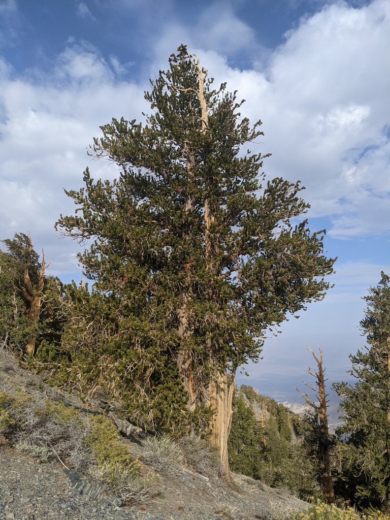 Great Basin bristlecone pine from telescope peak trail on August 31 ...