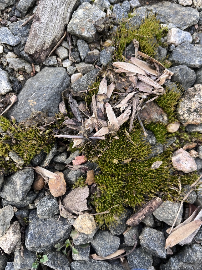Bonfire moss from James River Park Main Line Trail, Richmond, VA, US on ...