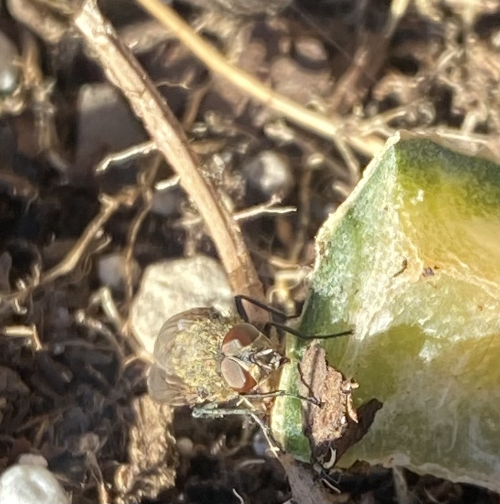 Calyptrate Flies from Bethany Lutheran College, Mankato, MN, US on ...