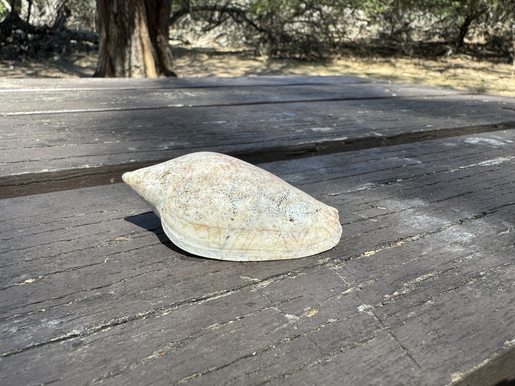 Wavy Volute from Maria-Island-Nationalpark, Maria Island, TAS, AU on ...