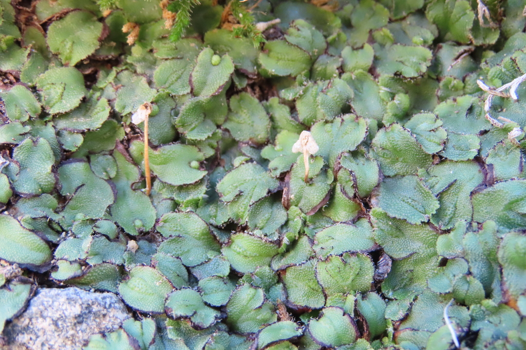 California asterella from Oswit Canyon, Palm Springs, CA 92264, USA on ...