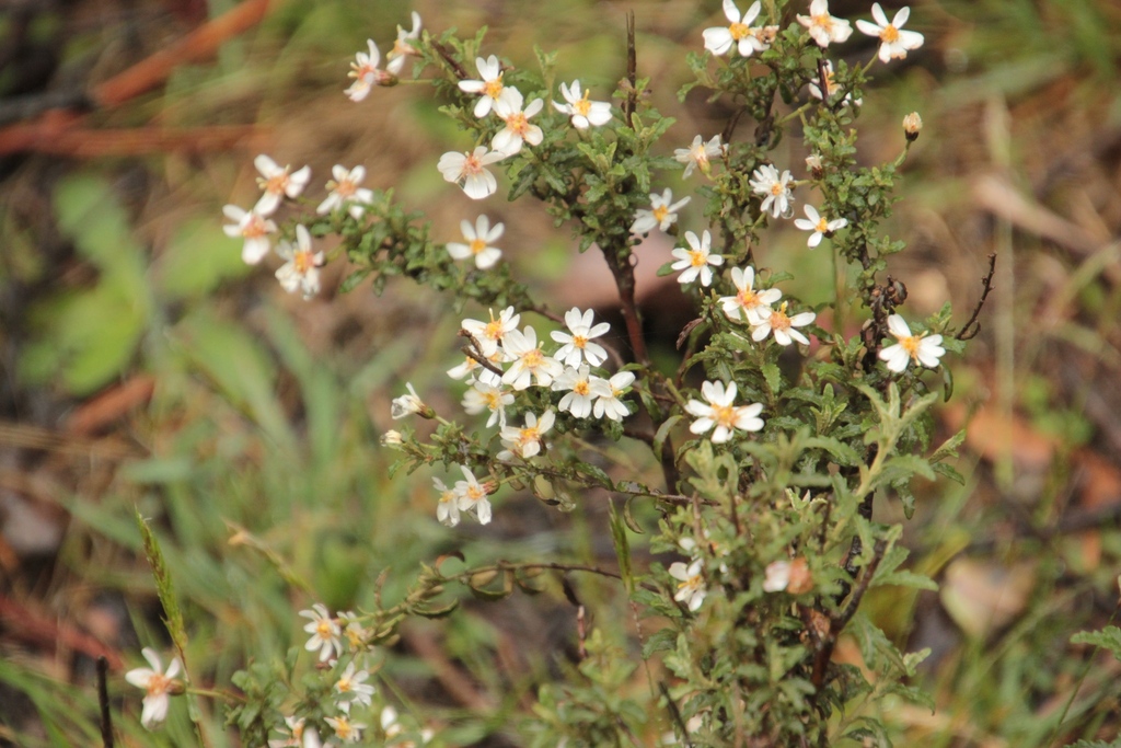 Asthma Bush from Goshen TAS 7216, Australia on November 29, 2023 at 11: ...