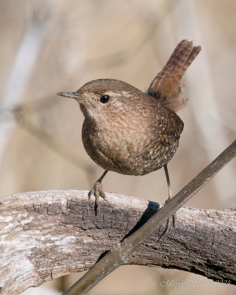 Winter Wren from Grayson County, TX, USA on January 31, 2024 at 10:58 ...