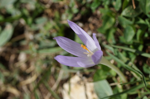 Crocus autranii · iNaturalist United Kingdom