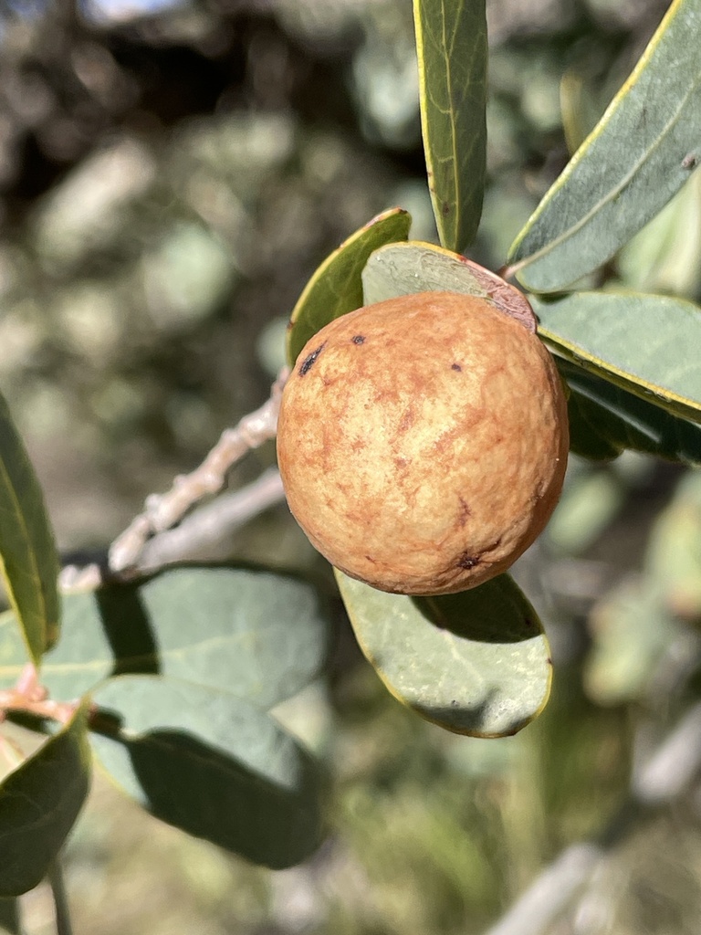 Golden Oak Apple Gall Wasp from Pima County, AZ, USA on January 31 ...