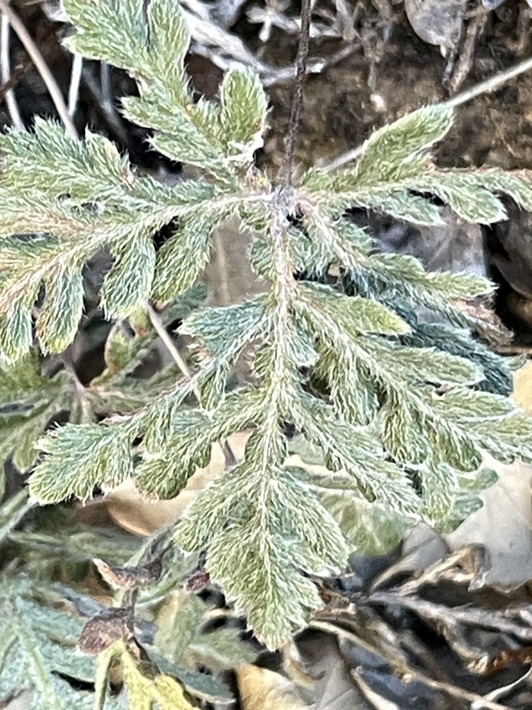 copper fern from Pima County, AZ, USA on January 31, 2024 at 10:25 AM ...