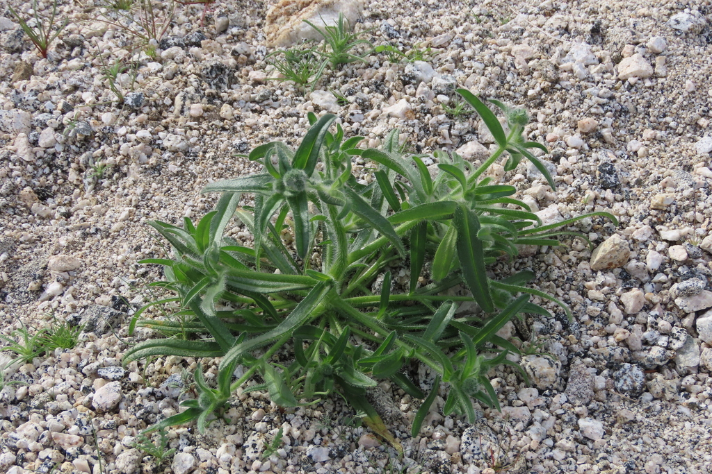 bearded cryptantha from Desert Hot Springs, CA, USA on January 31, 2024 ...