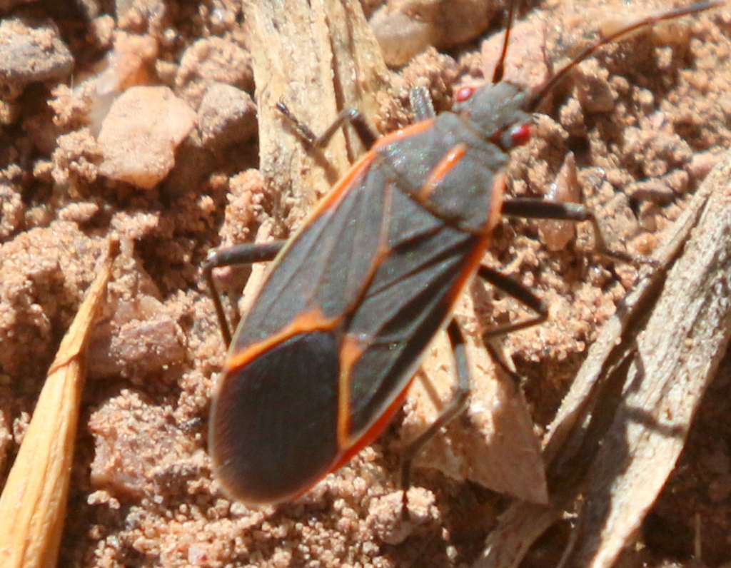 Eastern Boxelder Bug from Cornville, AZ 86325, USA on January 31, 2024 ...
