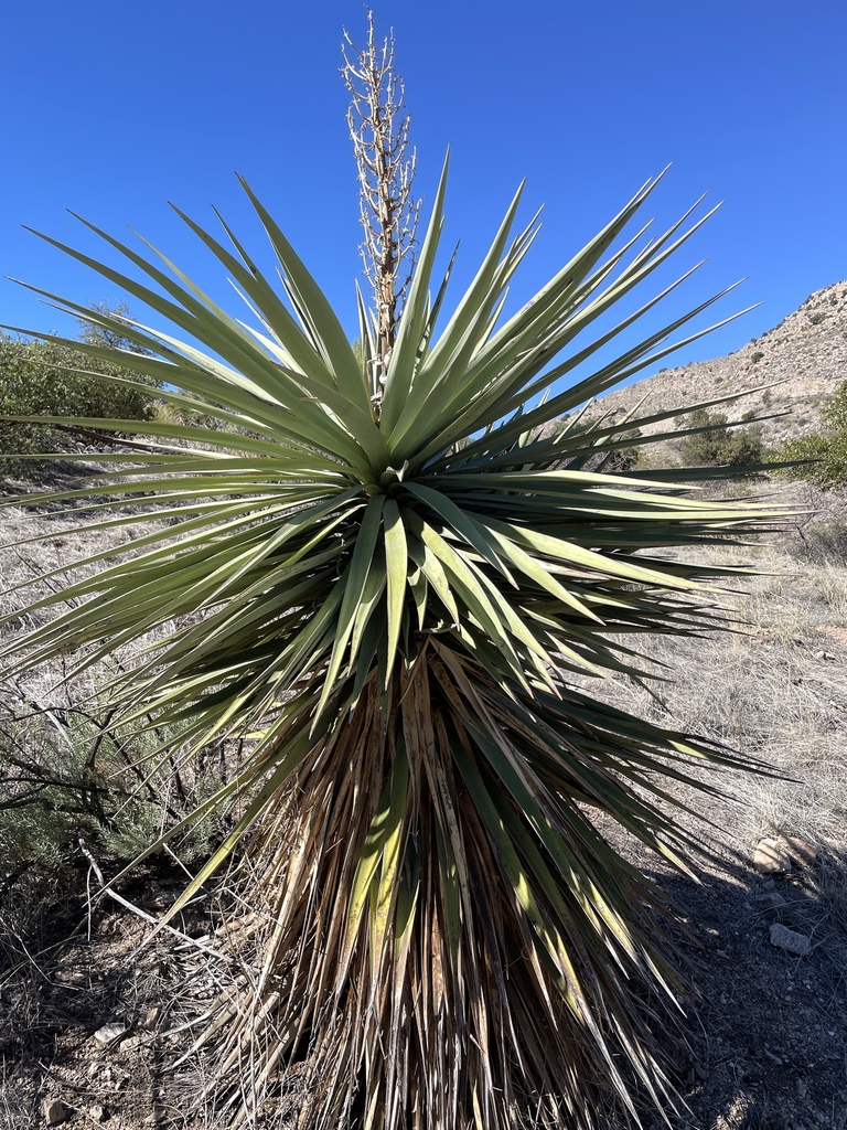 mountain yucca from Pima County, AZ, USA on January 31, 2024 at 11:54 ...