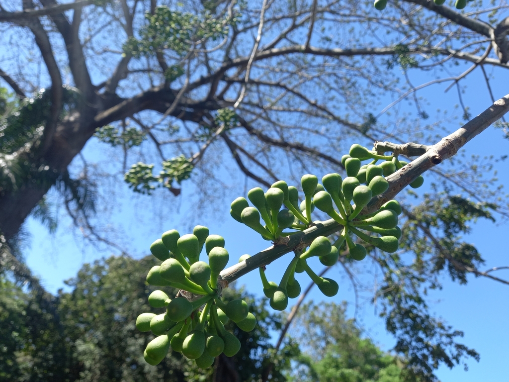 Kapok Tree from Managua, NI-MN, NI on January 31, 2024 at 10:40 AM by ...