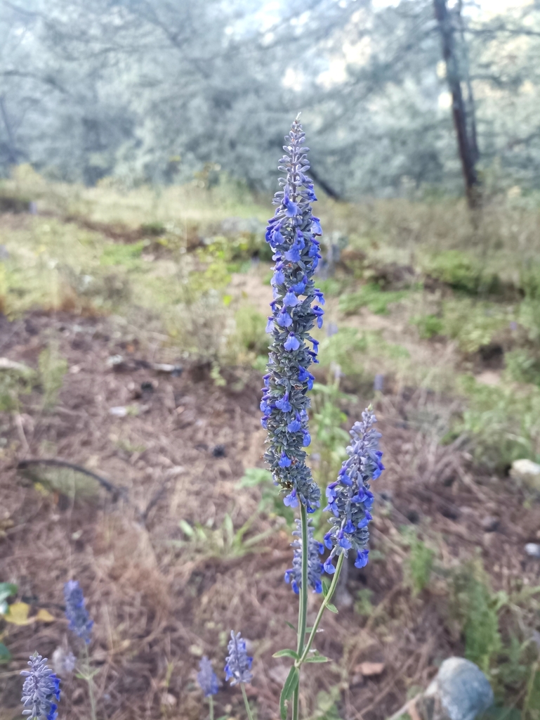 Lavender Leaf Sage from MV3H+27, 58301 San José de las Torres, Mich ...
