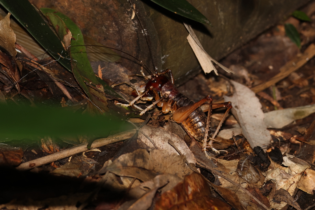 Giant King Cricket from Tamborine Mountain QLD 4272, Australia on ...