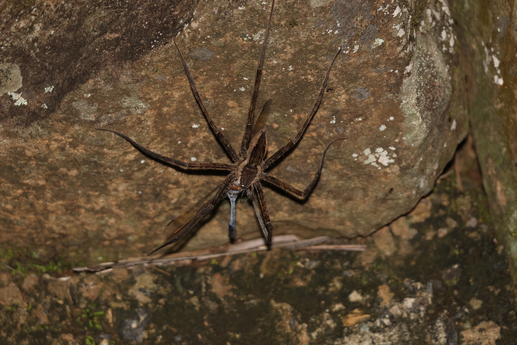 Megadolomedes trux from Tamborine Mountain QLD 4272, Australia on ...