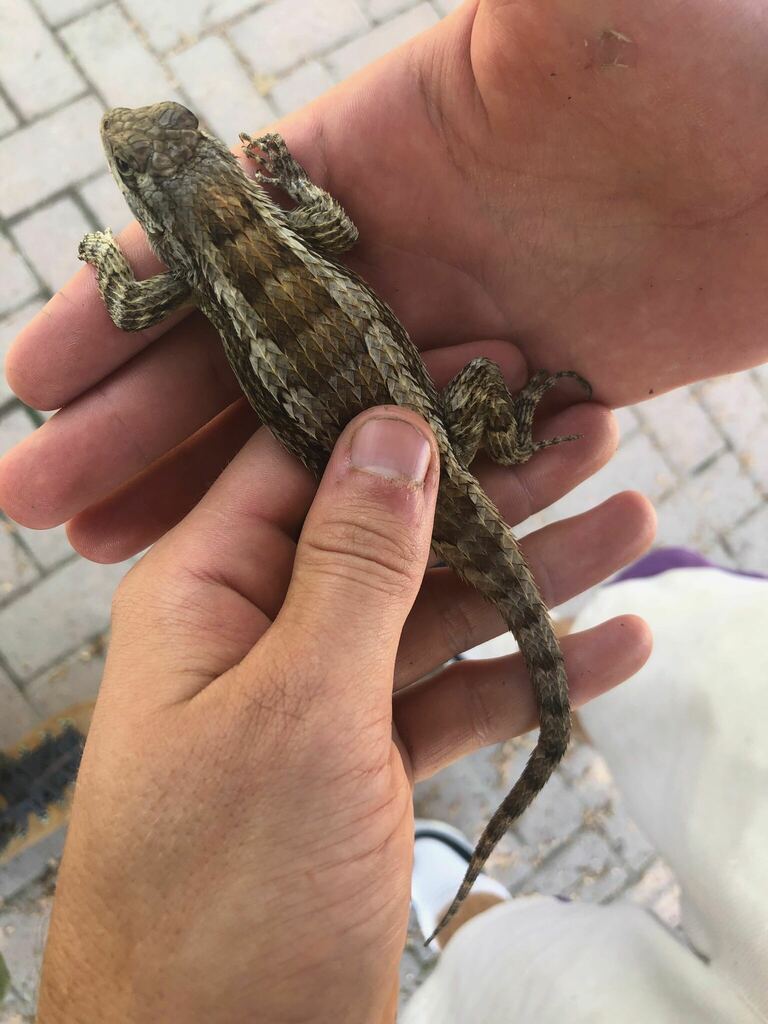 Texas Spiny Lizard in September 2021 by Julien Ueda · iNaturalist