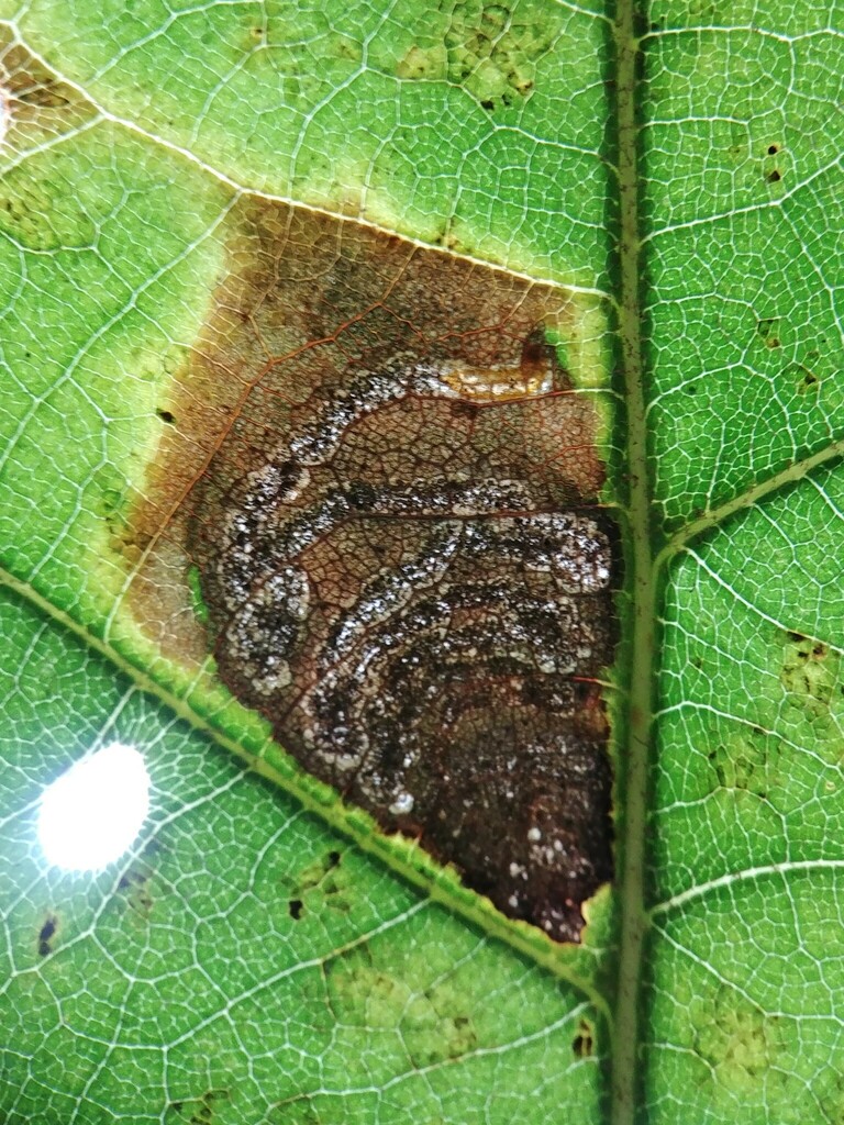 Stigmella altella from Norfolk County, ON, Canada on October 18, 2023 ...