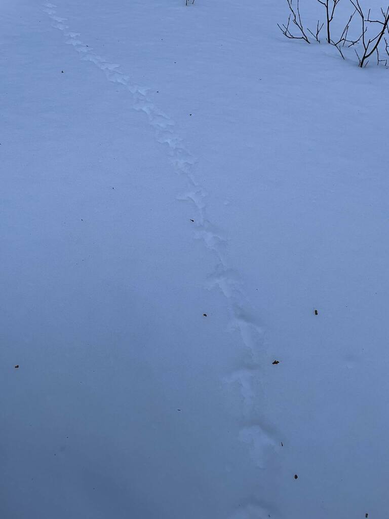 Ruffed Grouse from Tingwick, QC J0A 1L0, Canada on January 31, 2024 at ...