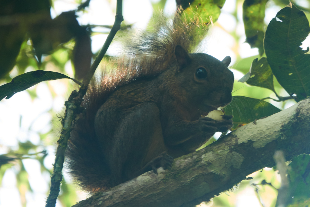 Red-tailed Squirrel from Provincia de Puntarenas, Puerto Jiménez, Costa ...