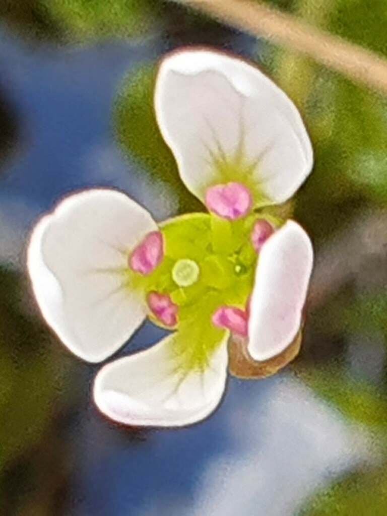 Cardamine sinuatifolia from Poplars Range 7392, New Zealand on January ...
