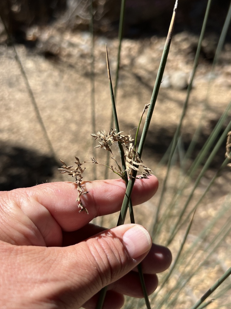 California bulrush from Ensenada, B.C., MX on January 31, 2024 at 12:21 ...