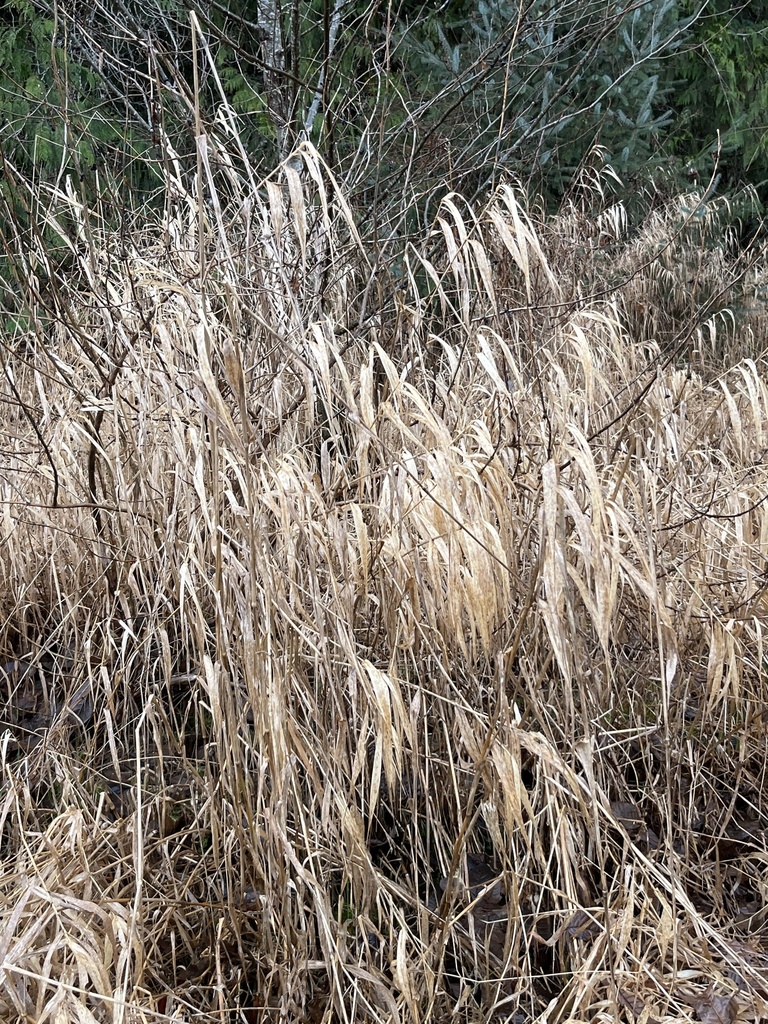 reed canary grass from Robe-Menzel Rd, Granite Falls, WA, US on January ...