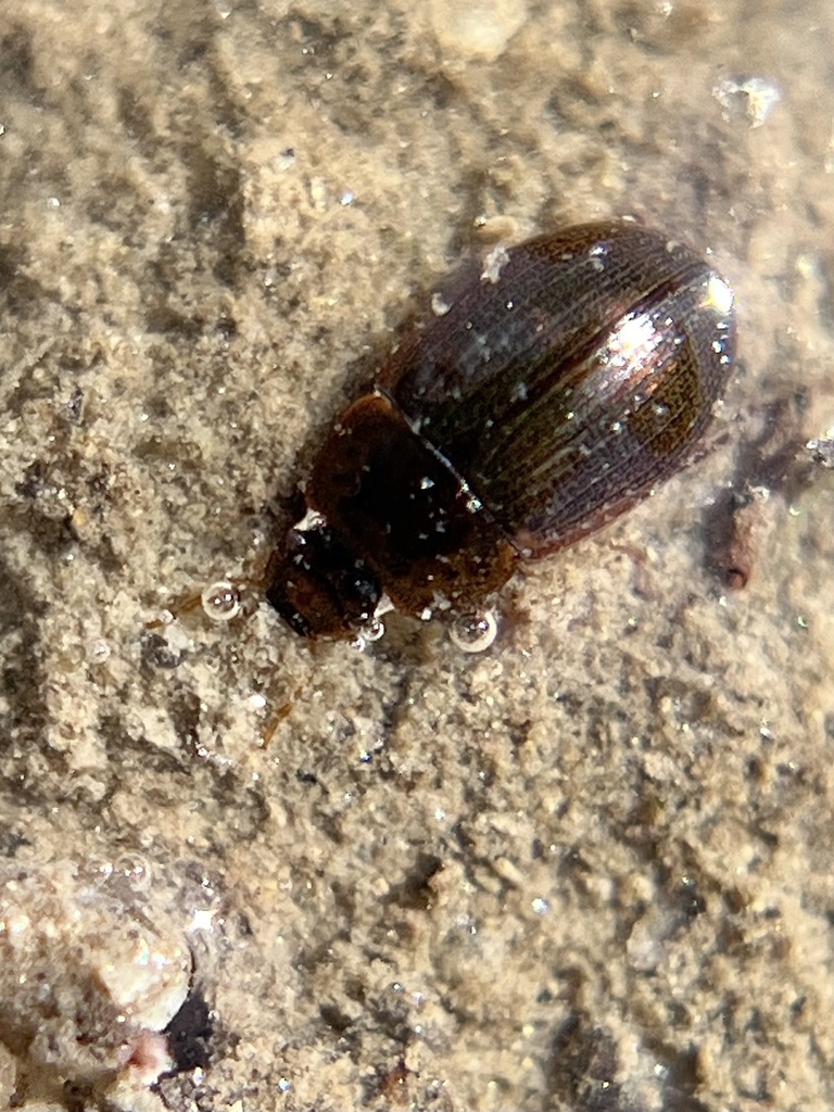 Helochares normatus from Ramona Grasslands County Preserve, Ramona, CA ...