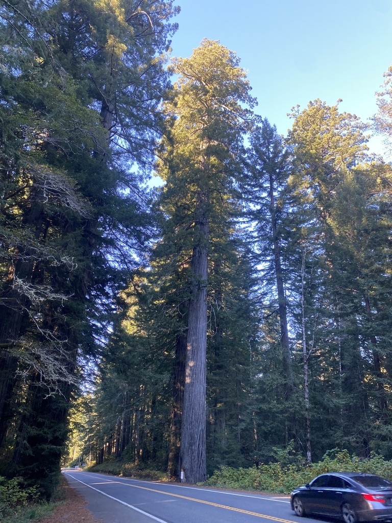 coast redwood from Del Norte County, CA, USA on November 24, 2023 at 02 ...