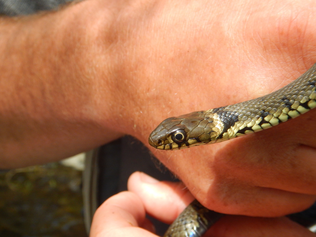 barred grass snake in June 2016 by eshilland · iNaturalist