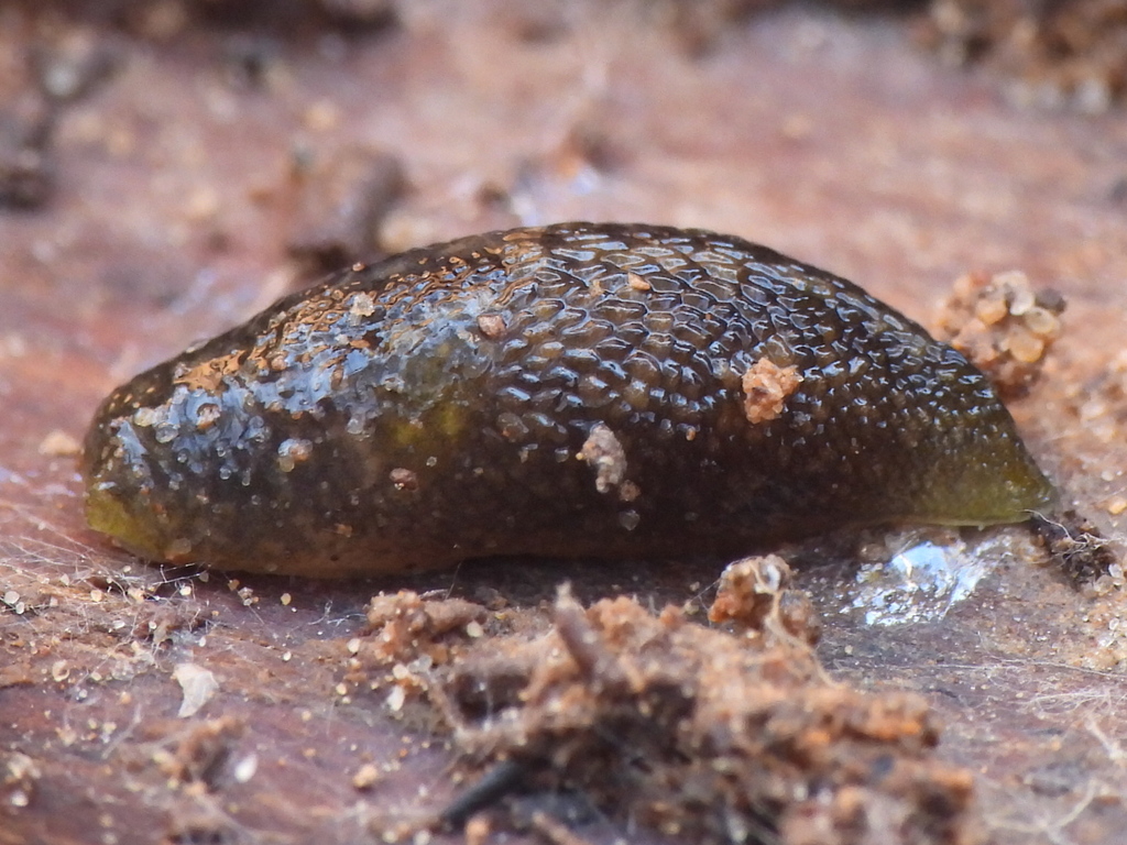 Yellow Cellar Slug from Dallas, TX, USA on January 31, 2024 at 01:29 PM ...