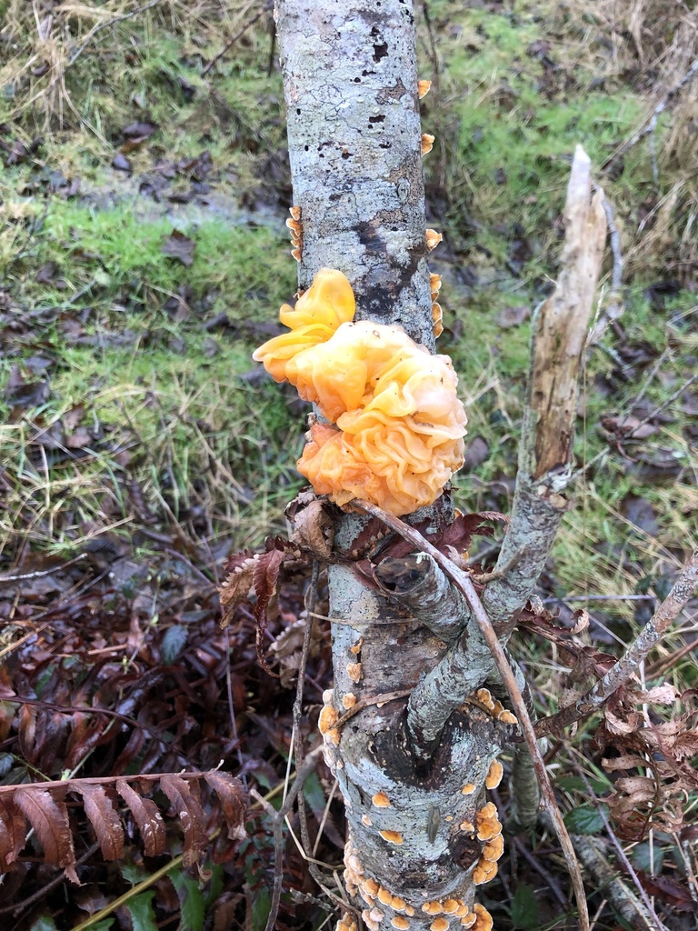 Naematelia from Whidbey Island, Coupeville, WA, US on January 31, 2024 ...