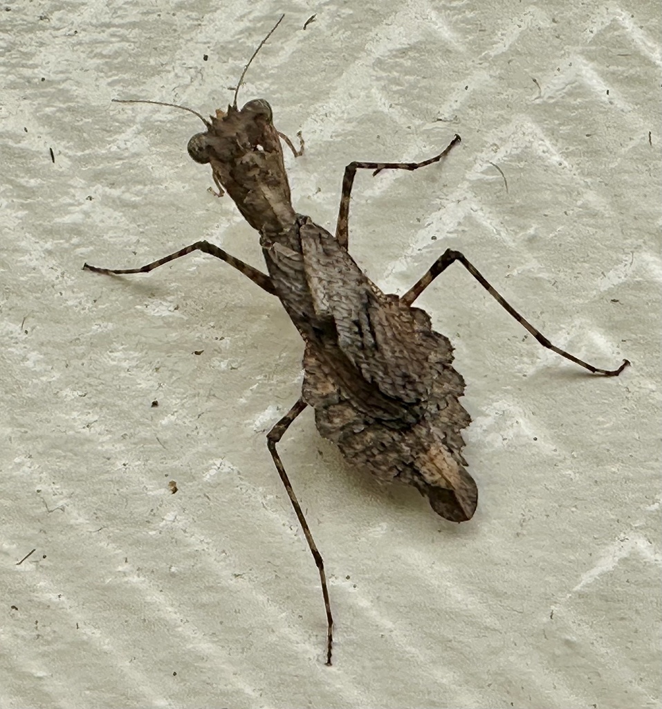 Spiny Bark Mantises from Cherry La, Belli Park, QLD, AU on February 1 ...