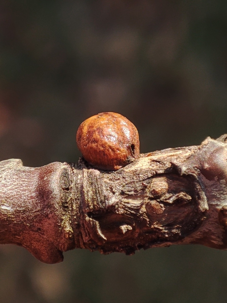 European Fruit Scale from Forli' - Cesena, Emilia-Romagna, IT on ...