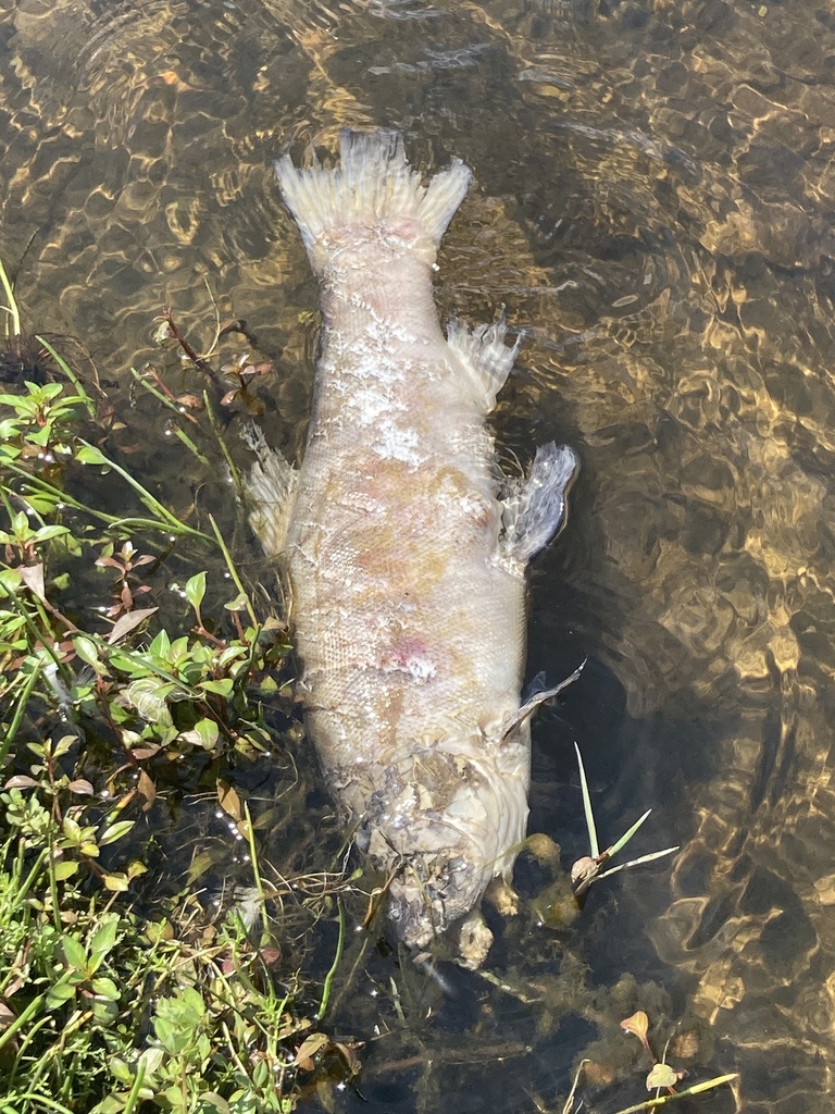 Tench from Awatea Lakes Reserve, Paraparaumu, Wellington, NZ on ...