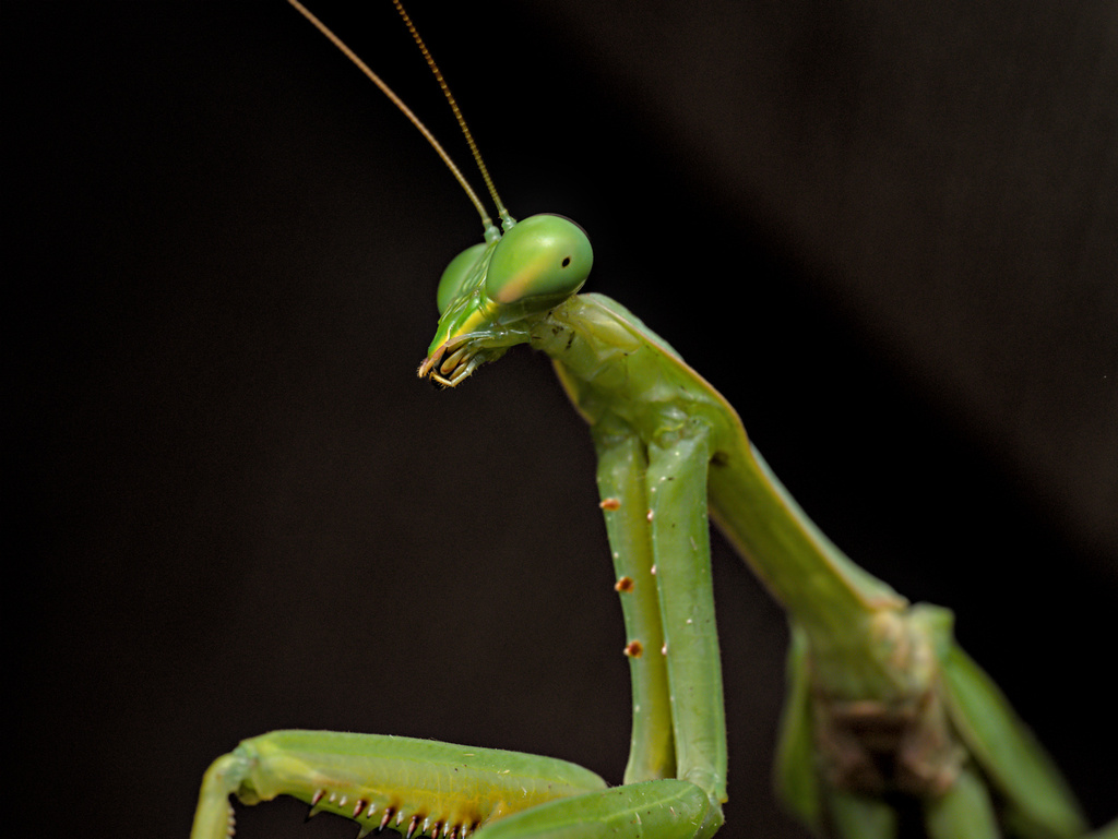 Giant Asian Mantises from Pecatu, South Kuta, Badung Regency, Bali ...