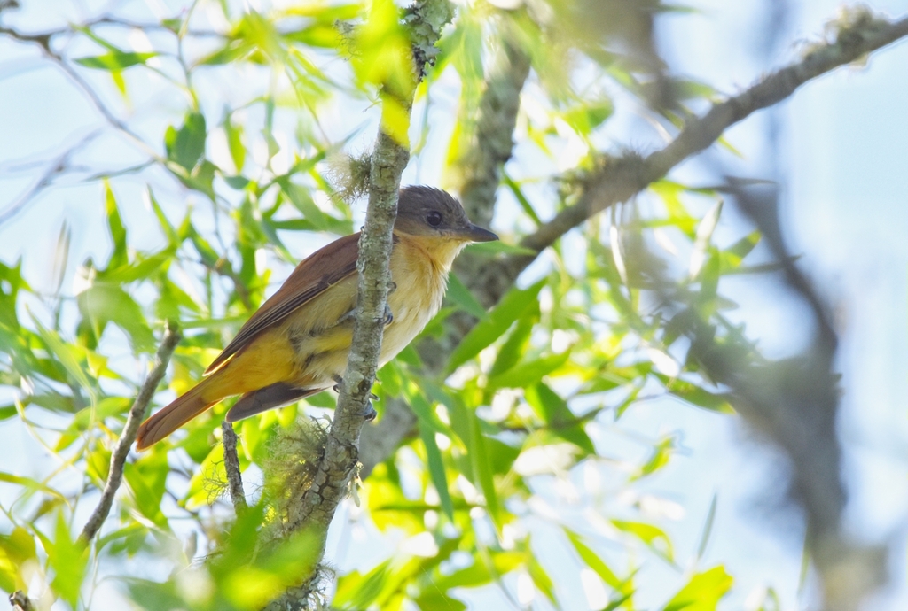Crested Becard from V749+V64, 37000 Paso del Centurión, Departamento de ...