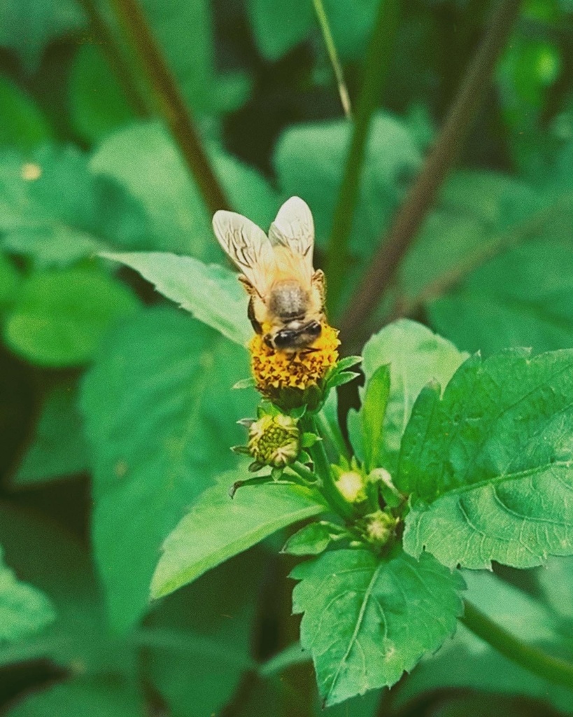 Western Honey Bee from Yurol Nature Refuge, Pomona, QLD, AU on January ...