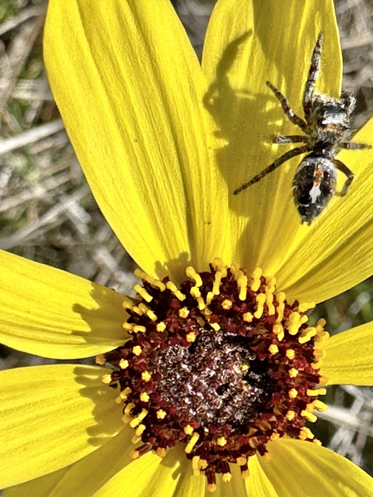 Phoenix Jumping Spider from Mission Trails Regional Park, San Diego, CA ...
