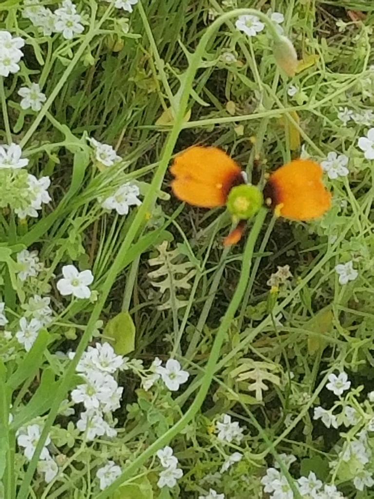 wind poppy from Kern County, US-CA, US on April 15, 2019 at 02:52 PM by ...