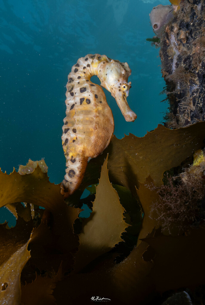 Bigbelly Seahorse from St Leonards VIC 3223, Australia on January 28 ...