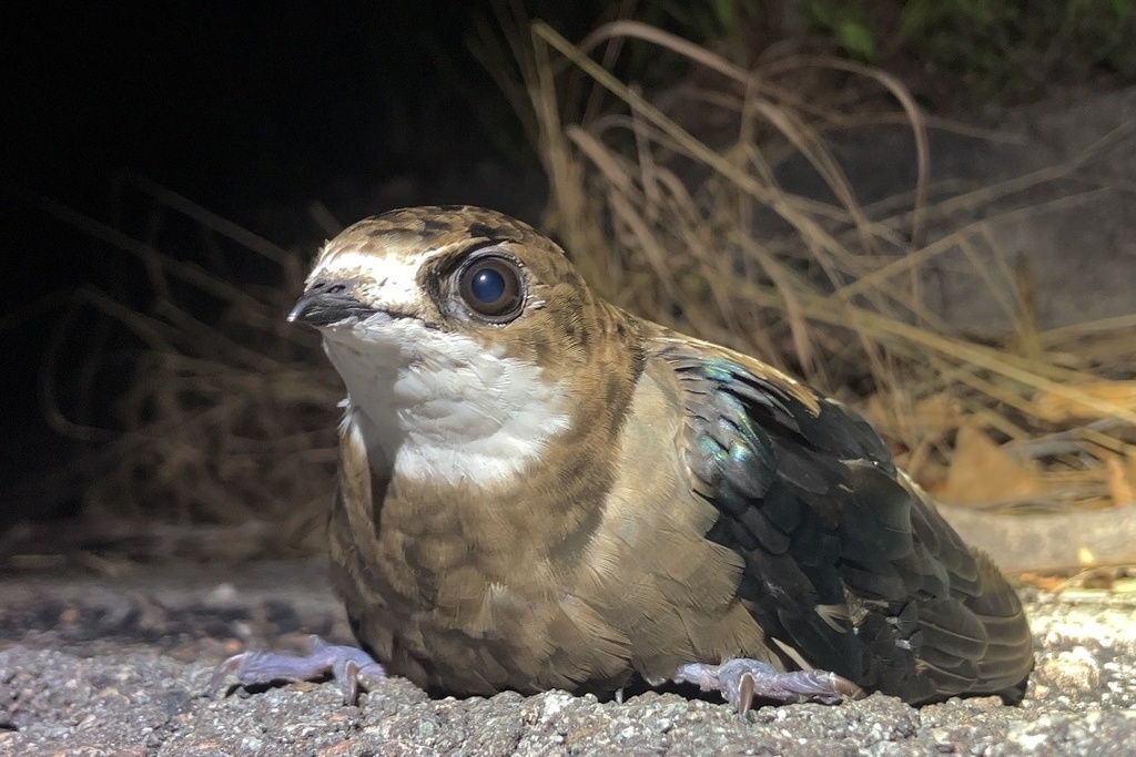 Swifts (Apodidae) - Avian Discovery