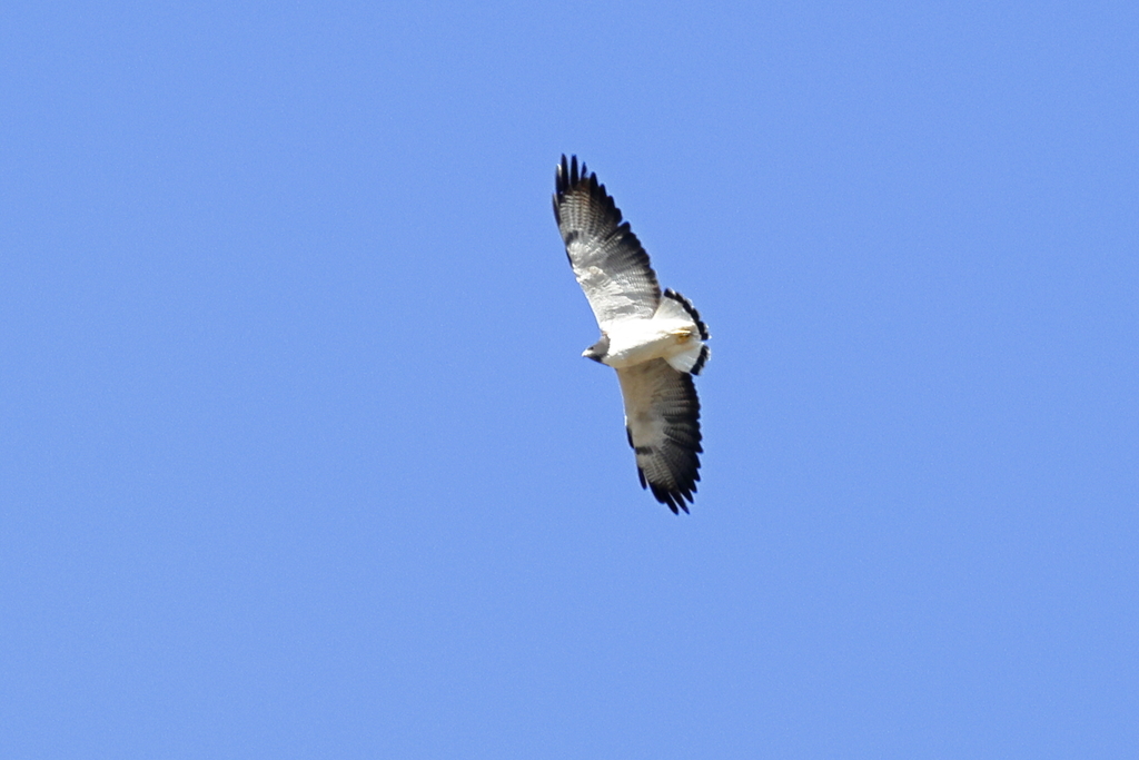 White-tailed Hawk from Gral Zuazua, N.L., México on January 27, 2024 at ...