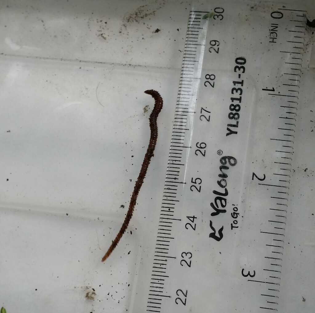 Earthworms and Allies from Site D 1 on January 18, 2024 at 04:43 PM by ...
