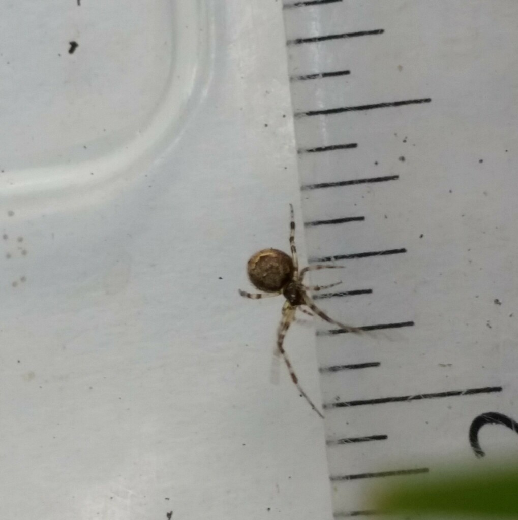 Spiders from Site D 2 on January 18, 2024 at 05:02 PM by Rowan ...