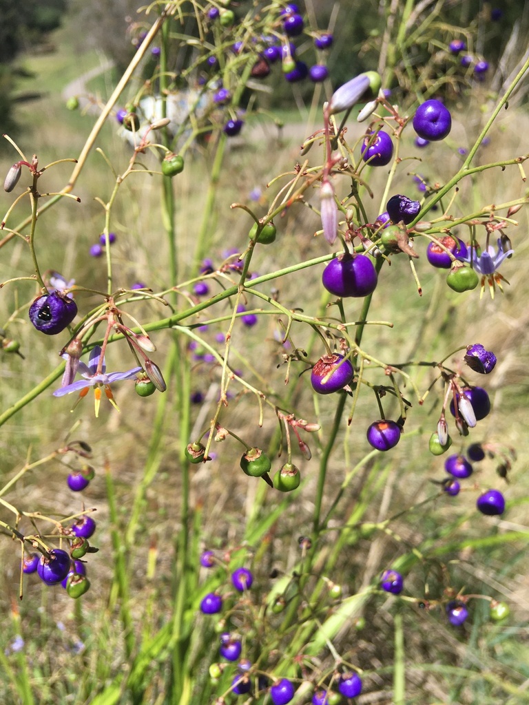 flax-lilies from Timins St, Sunbury, VIC, AU on February 1, 2024 at 01: ...