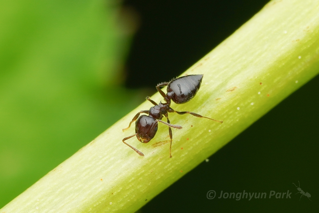 Crematogaster vagula from Cheorwon, Gangwon-do, South Korea on June 25 ...