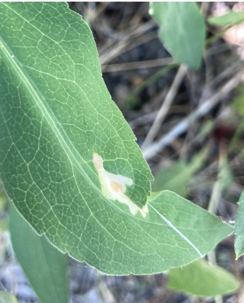 Winged and Once-winged Insects from Southwest Calgary, Calgary, AB ...