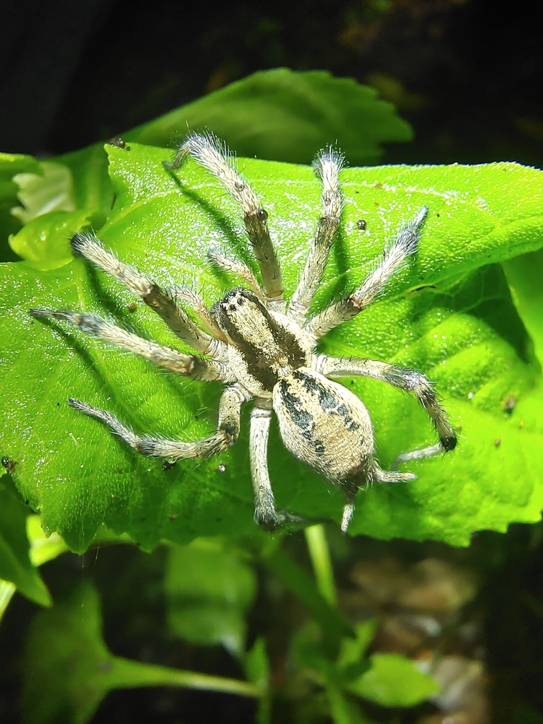 Labyrinth spider from Yichun, CN-JX, CN on June 28, 2023 at 08:10 PM by ...