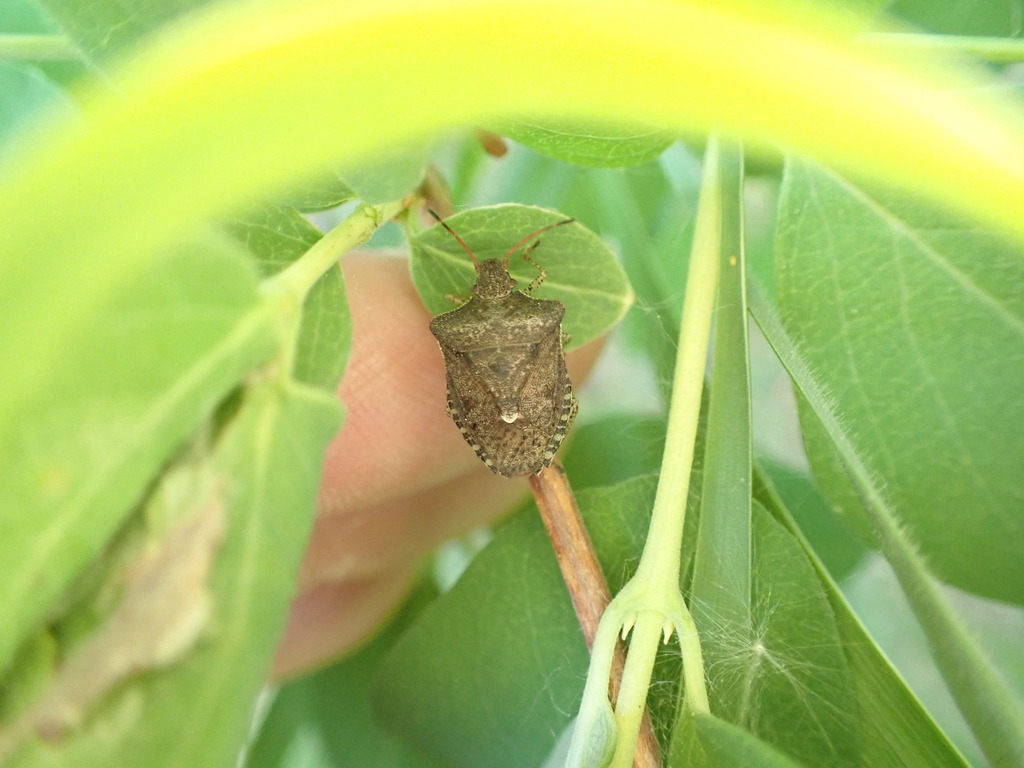 Brown Stink Bugs from Southwest Calgary, Calgary, AB, Canada on June 6 ...