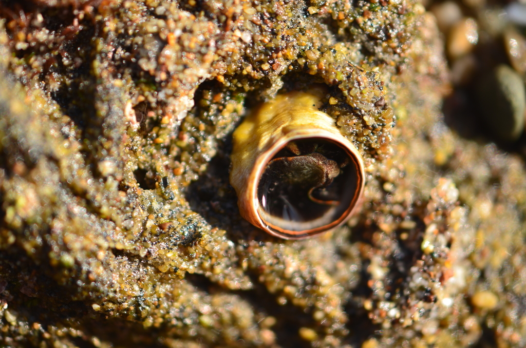 Scaled Worm Snail from Malibu, CA, USA on January 27, 2024 at 05:59 PM ...