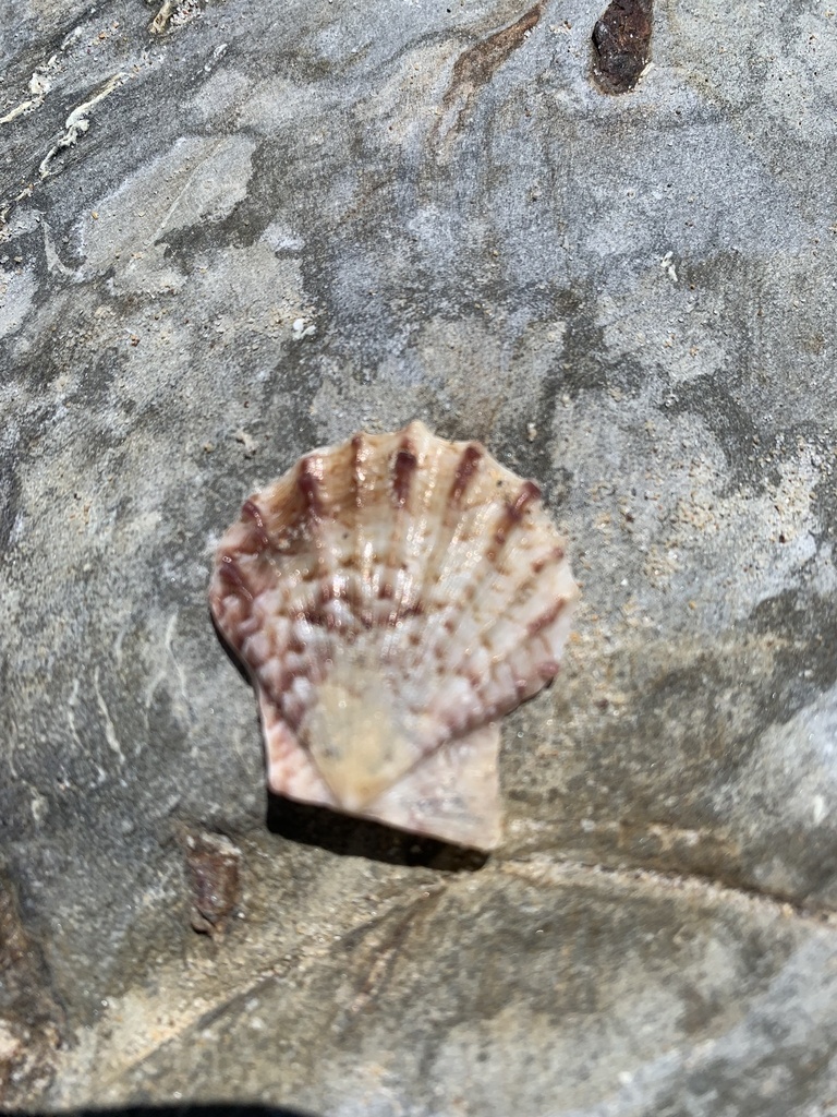 Livid Fan Scallop from Urunga, NSW, AU on February 1, 2024 at 01:47 PM ...