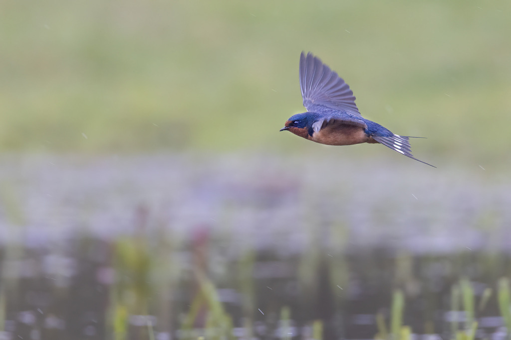 Barn Swallow from Grays Harbor County, WA, USA on April 16, 2023 at 03: ...